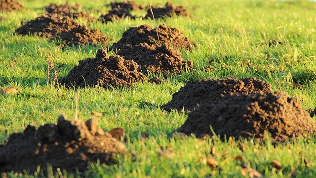 How to Get Rid of Moles in Yard [Once & For All] | Lawn Chick