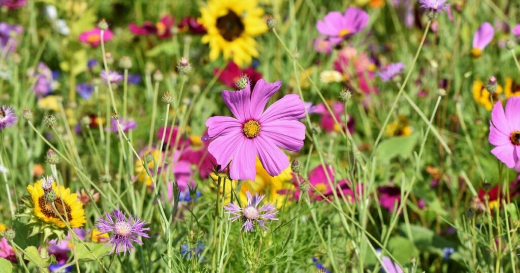 Wildflower Lawn Guide (Why a Wildflower Lawn Might Be Right for You)