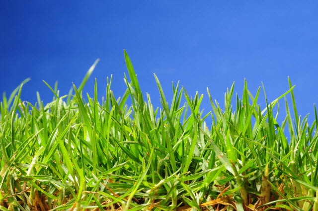 Nitrogen vs Iron for Lawns (what to use, and when to use it) | Lawn Chick