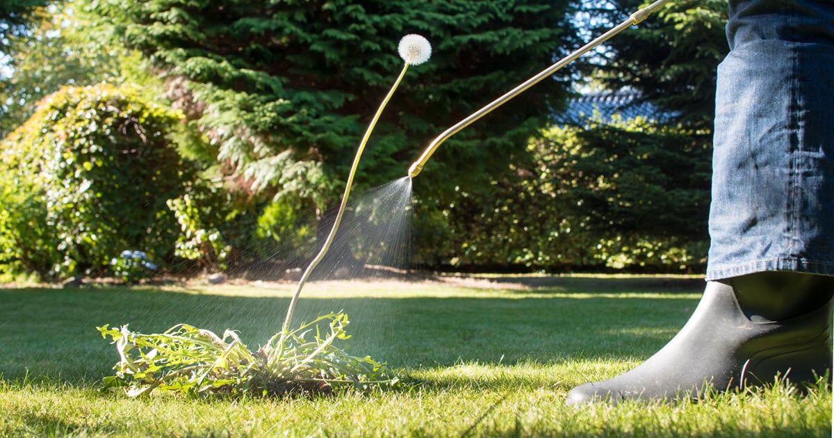 Lawn Weeds [Identification, Treatment Options & More] - Lawn Chick